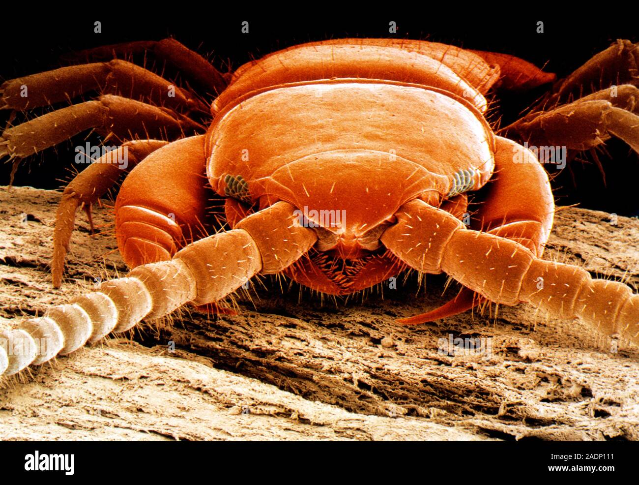 Garden centipede. Coloured scanning electron micrograph (SEM) of the ...