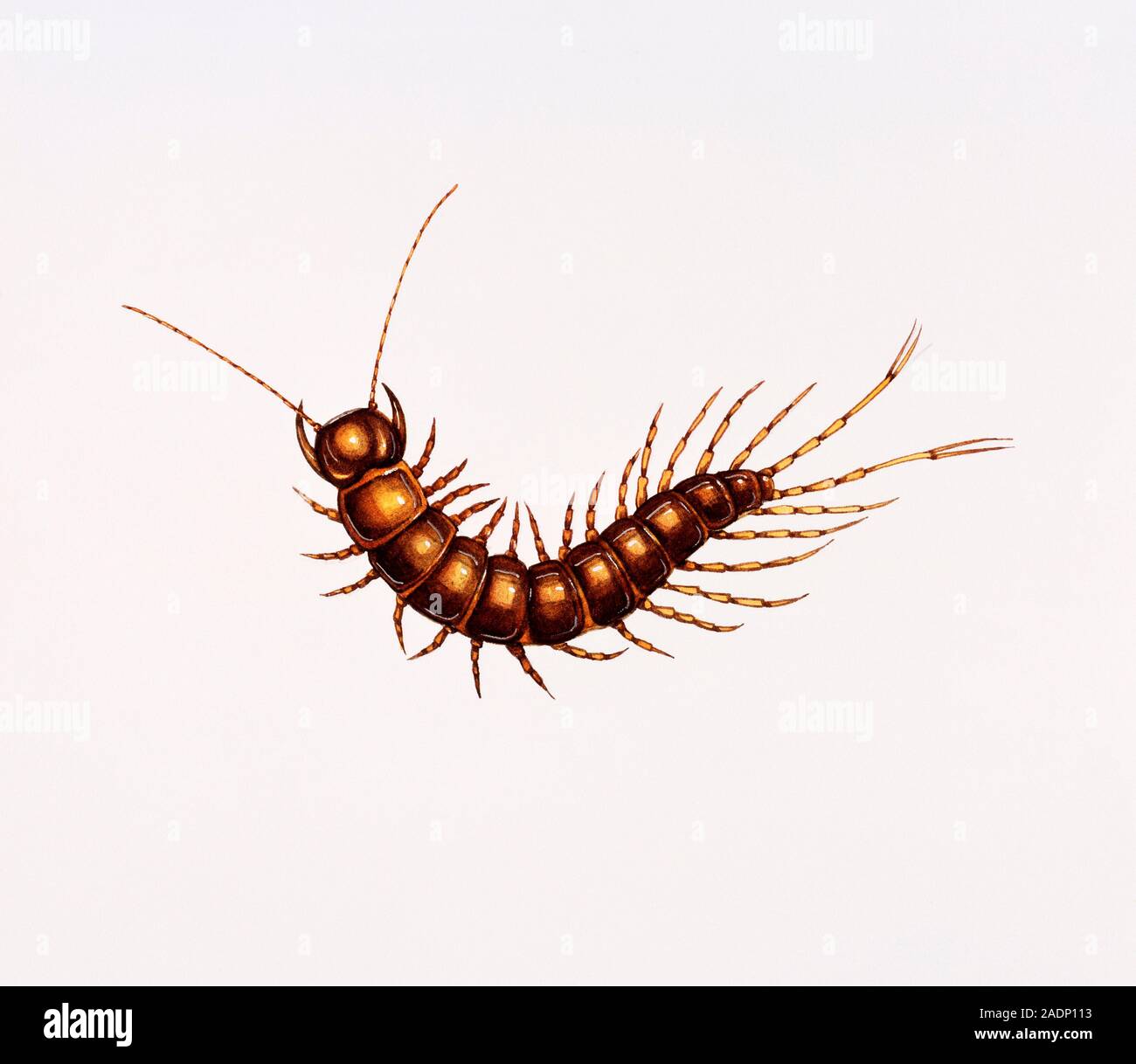 Centipede (Lithobius sp.) artwork. This ground- dwelling hunter has a ...