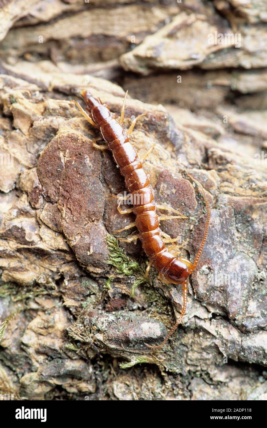 Centipede. Centipedes are arthropods with elongated bodies and, unlike ...