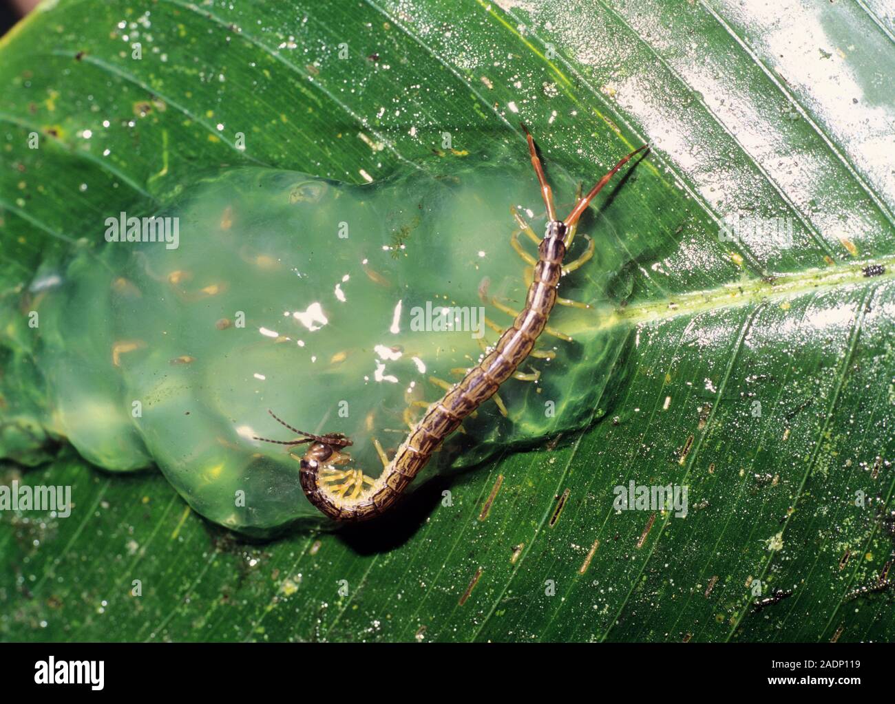Centipede (class Chilopoda) on a leaf stealing frog spawn. Centipedes ...