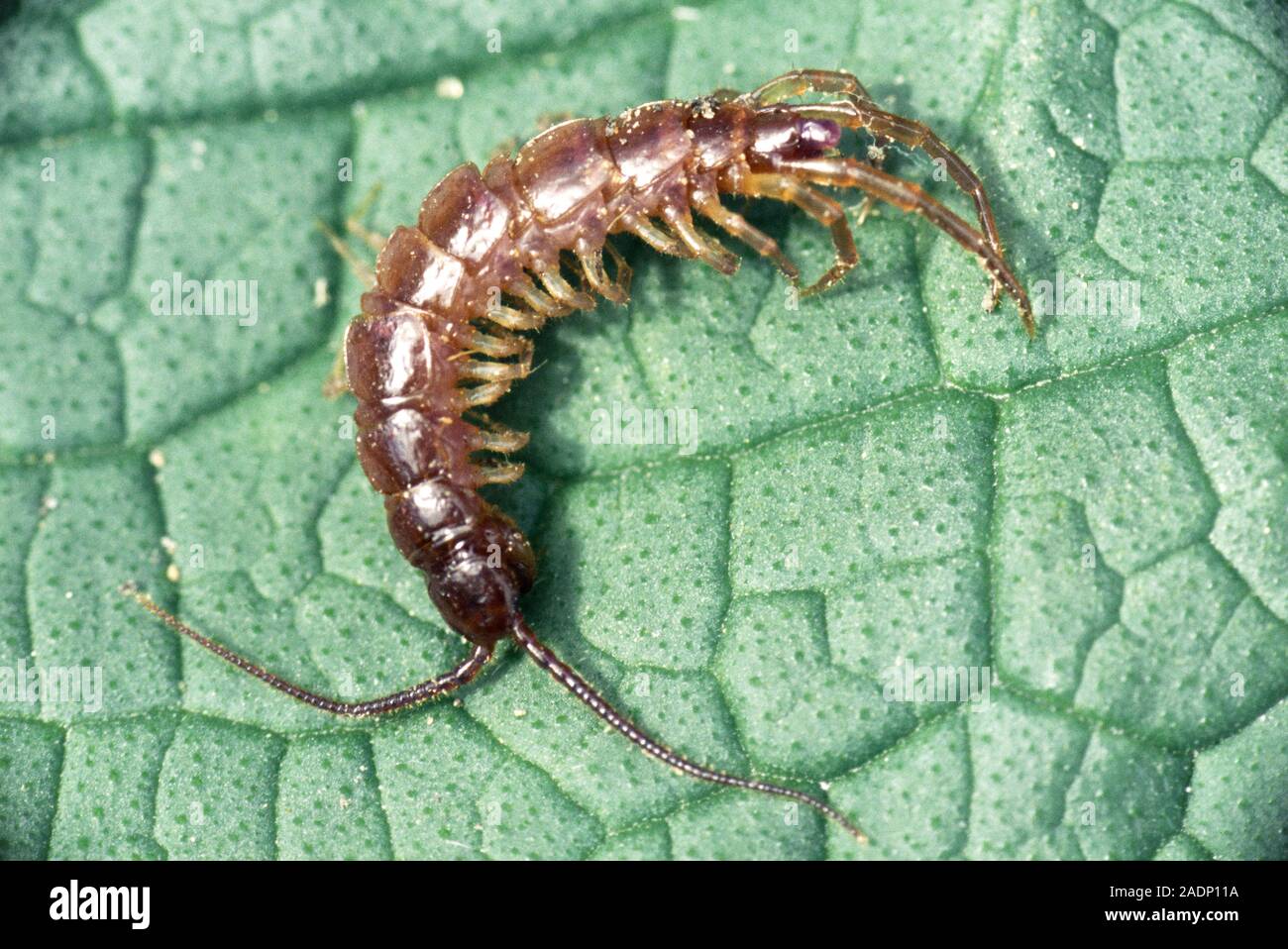 Centipede. Close up of a centipede on a leaf. This is a carnivorous ...
