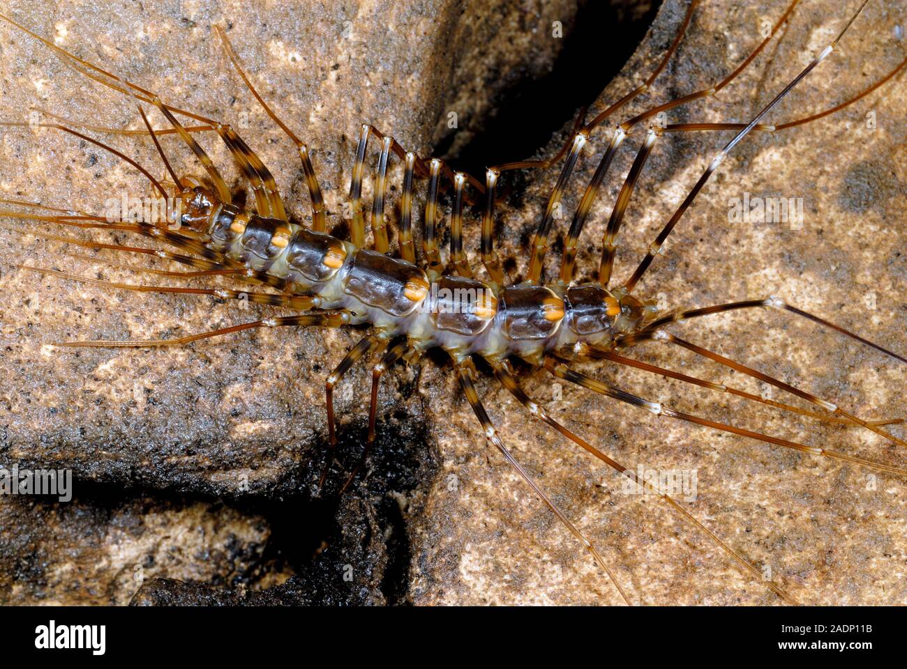 Scutergerid centipede (Family Scutergeridae) on rock in a cave ...