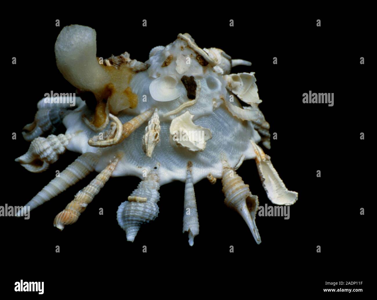 Macrophotograph of Xenophora pallidula, a mollusc of the carrier shell ...