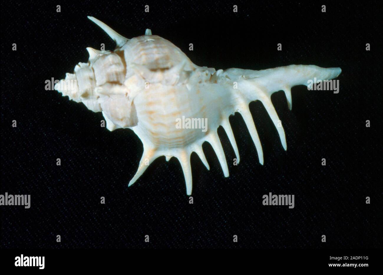 Murex sp. (Gastropod), a sea snail. Murex was at one time greatly ...