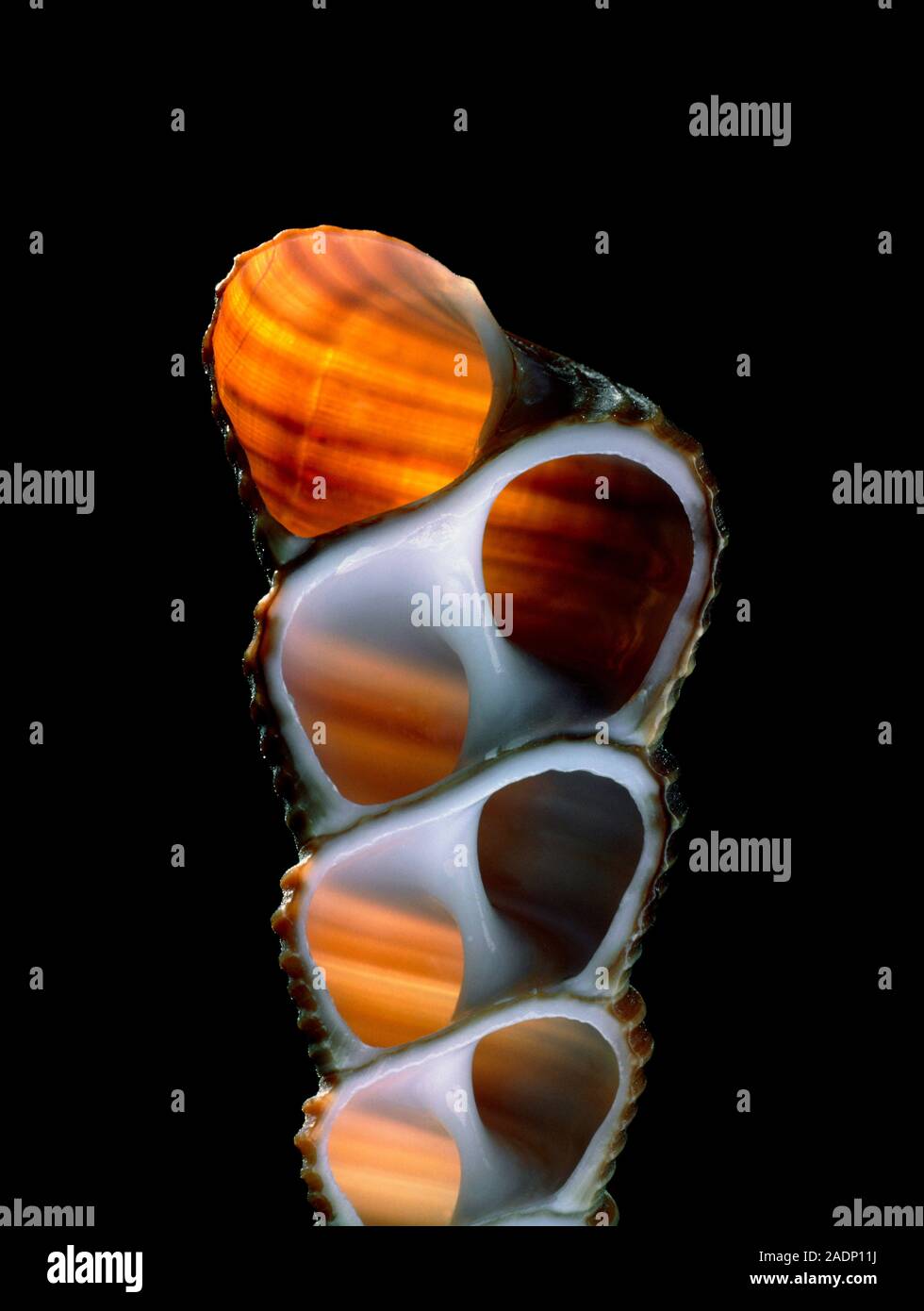Macrophotograph of a section through the shell of the sea snail ...