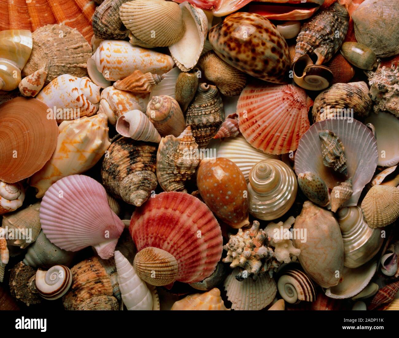 Collection of sea shells Stock Photo - Alamy