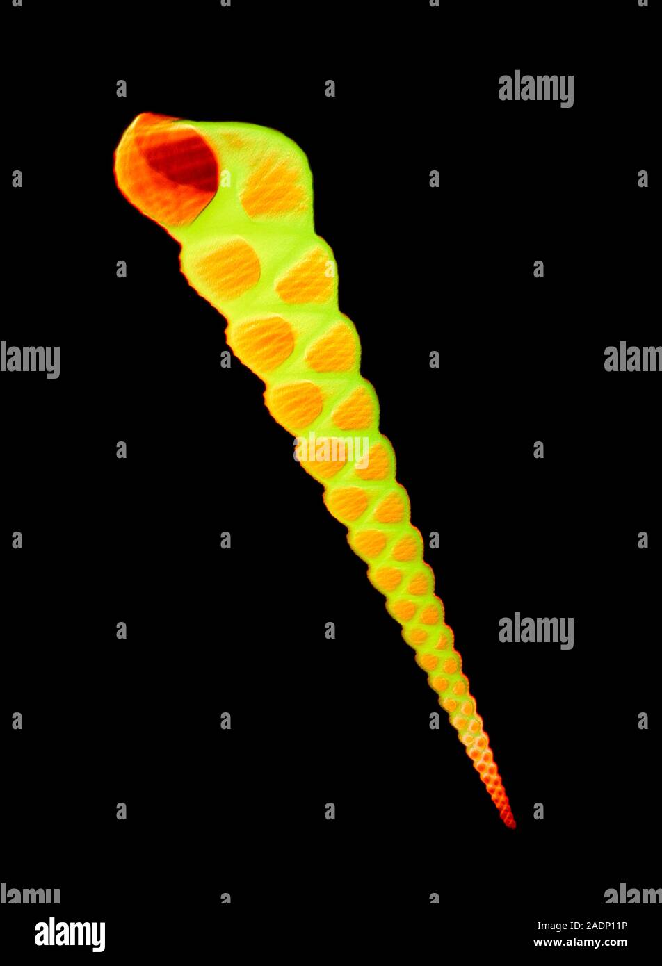 Turret shell. Coloured X-ray of the shell of Turritella terebra, known ...