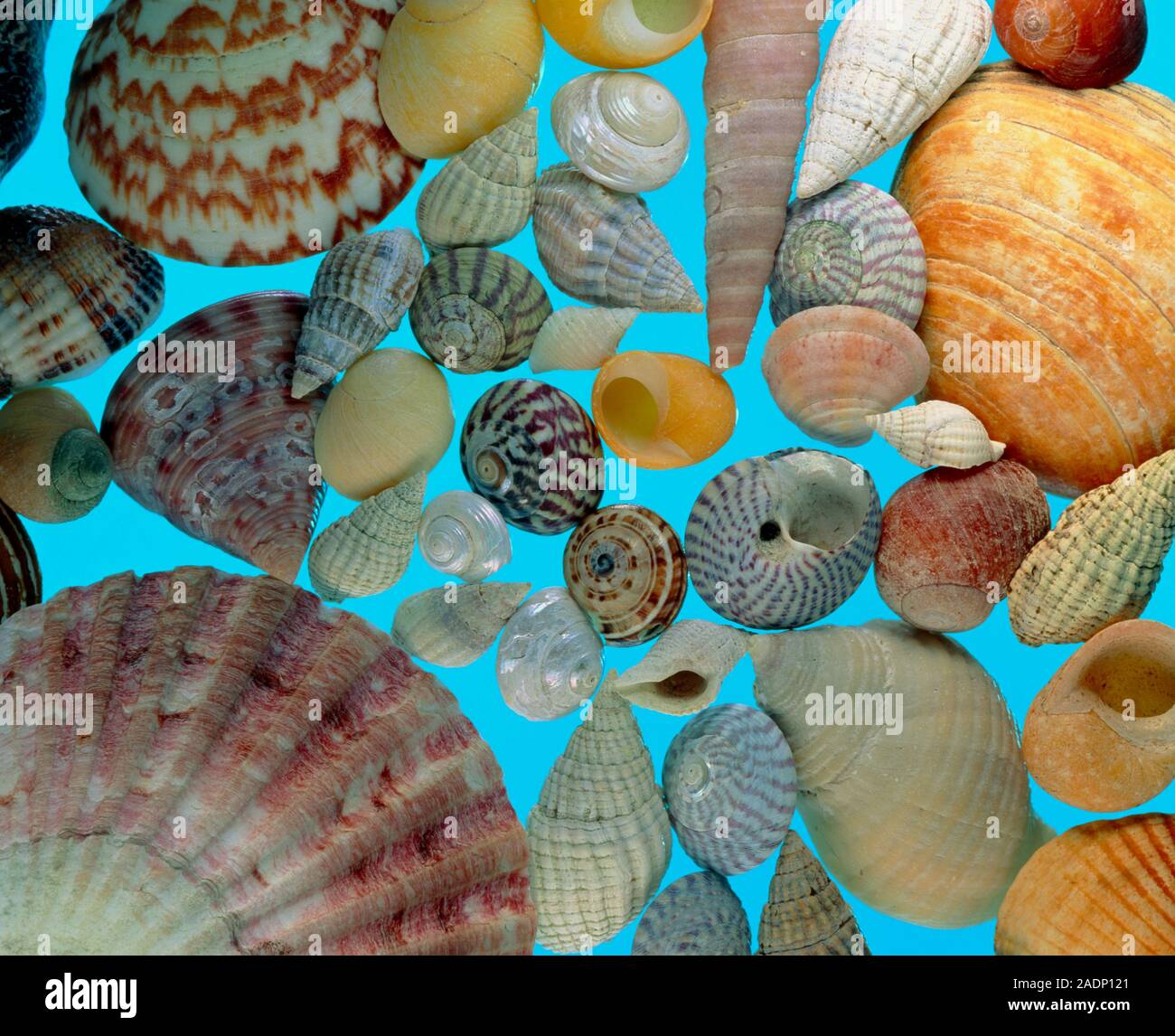 Sea shells. Assortment of shells from various molluscs including ...