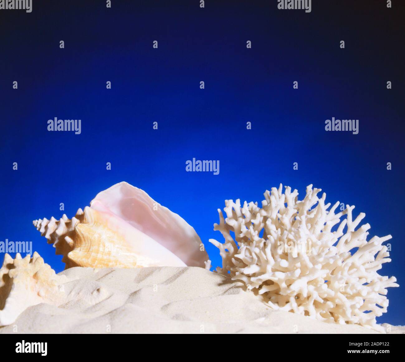 Sea creature skeletons. Conch shell (at lower centre), starfish (at ...