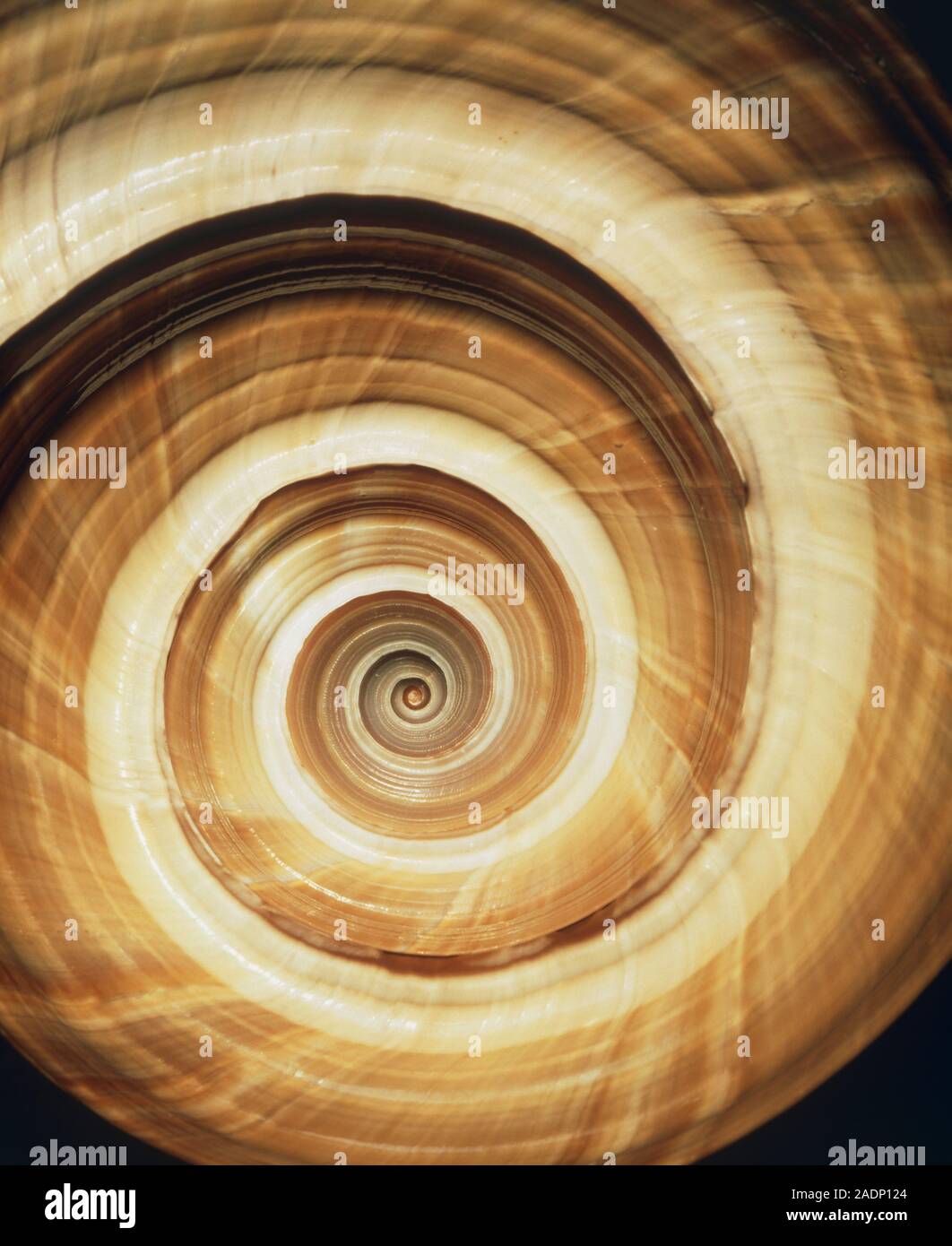 Giant tun shell. View of a giant tun shell (Tonna galea), a type of ...