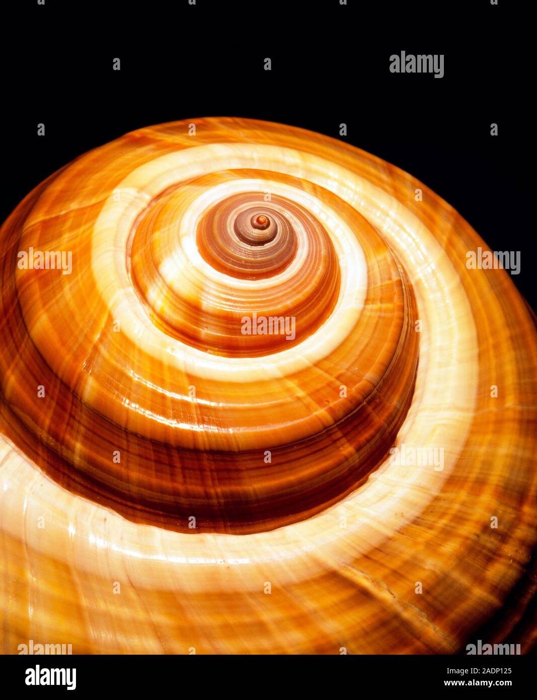 Giant tun shell. View of a giant tun shell (Tonna galea), a type of ...