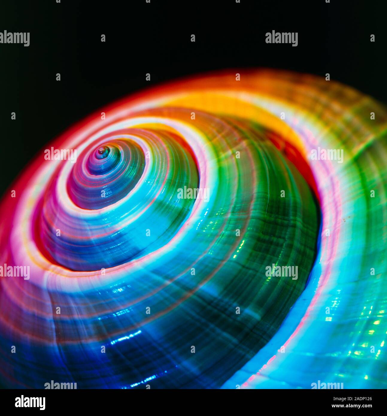 Giant tun shell. View of a giant tun shell (Tonna galea), a type of ...