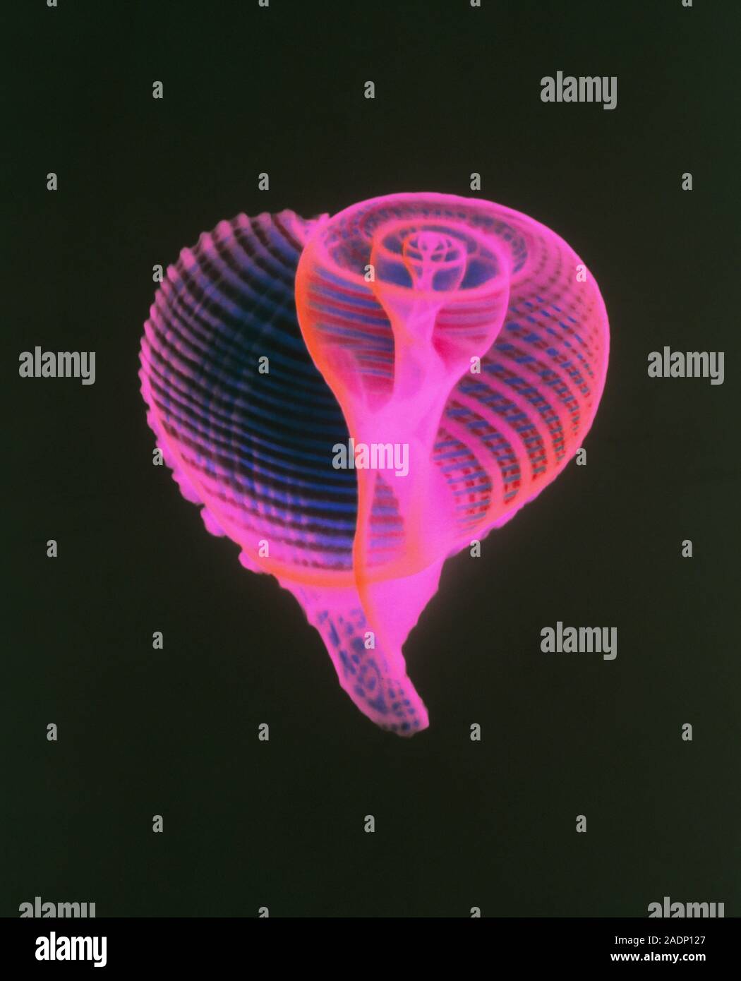 Seashell. Coloured X-ray of a whelk-like seashell. This is the shell of ...