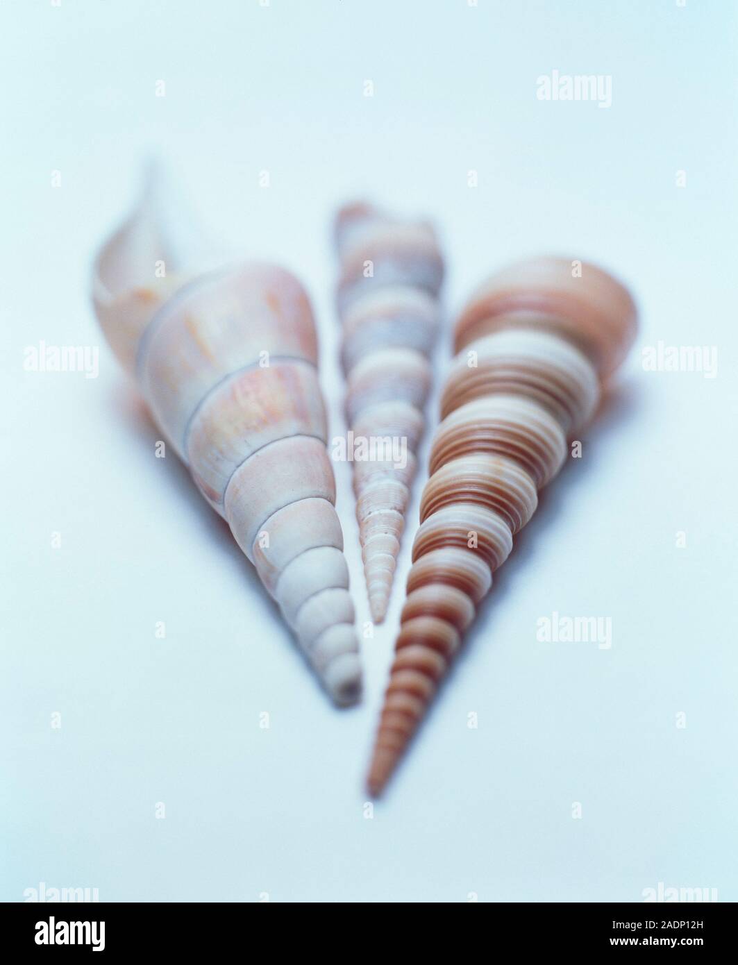 Seashells. Shells of unidentified sea snails. These shells are calcium ...