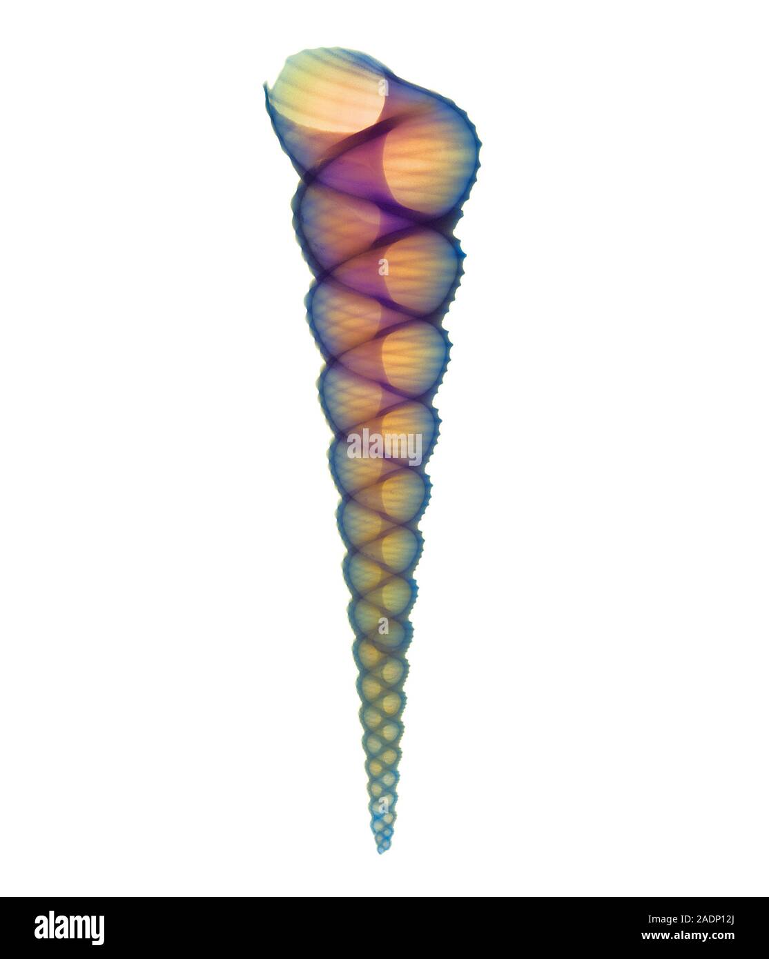 Seashell. Coloured X-ray of an unidentified sea- shell. This is the ...