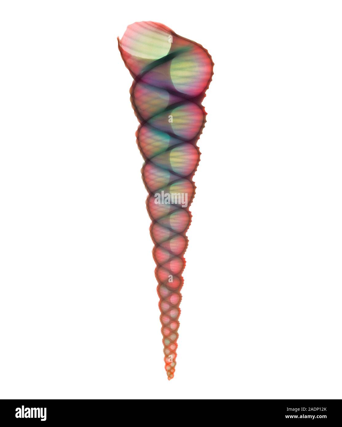 Seashell. Coloured X-ray of an unidentified sea- shell. This is the ...