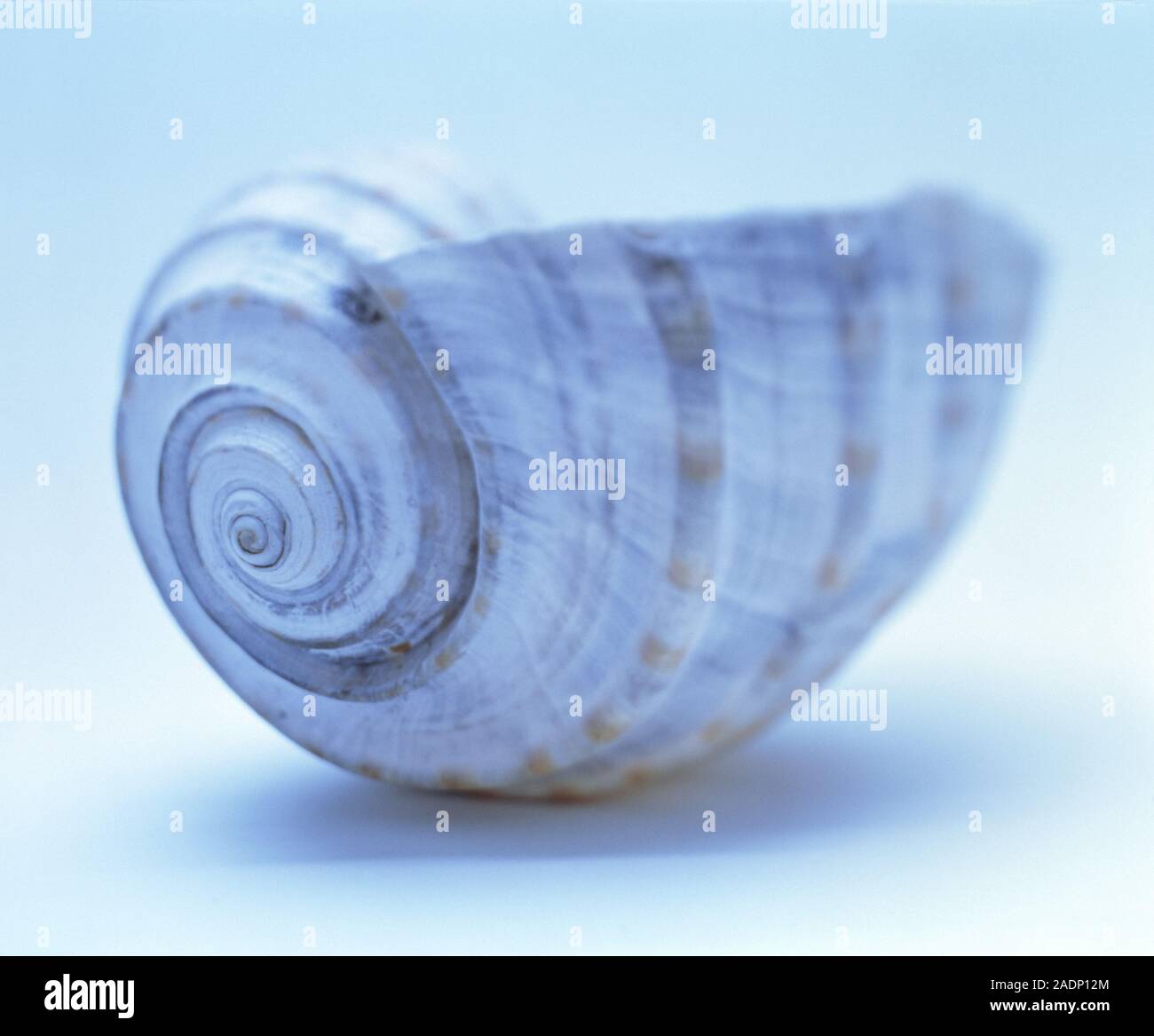 Seashell. Shell of an unidentified sea snail. This shell is a calcium ...