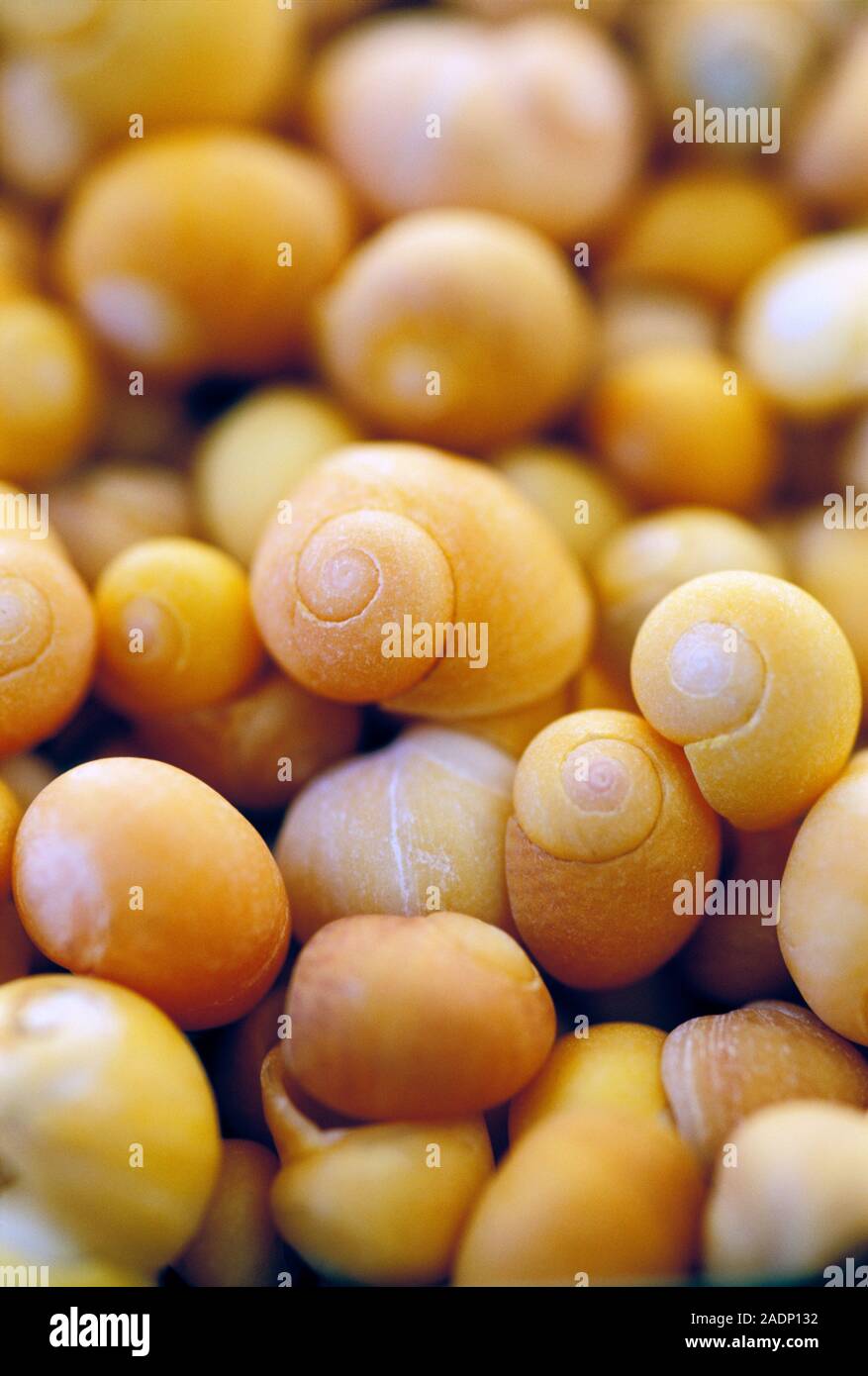 Seashells. Yellow shells of unidentified sea snails. These shells are ...