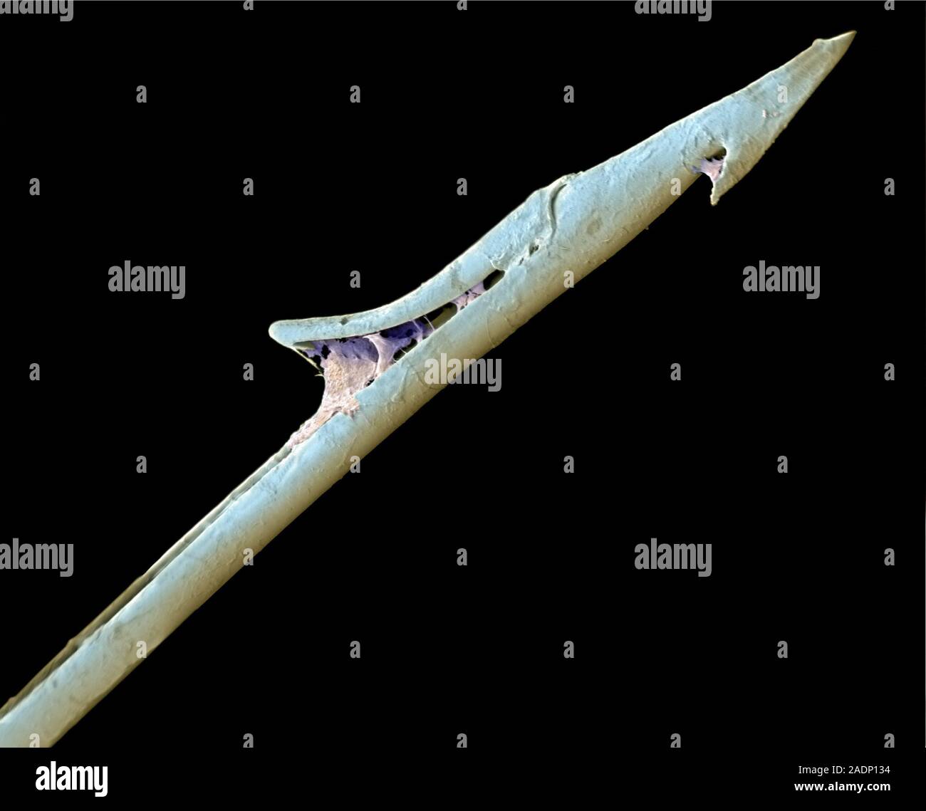 Cone shell harpoon. Coloured scanning electron micrograph (SEM) of the ...
