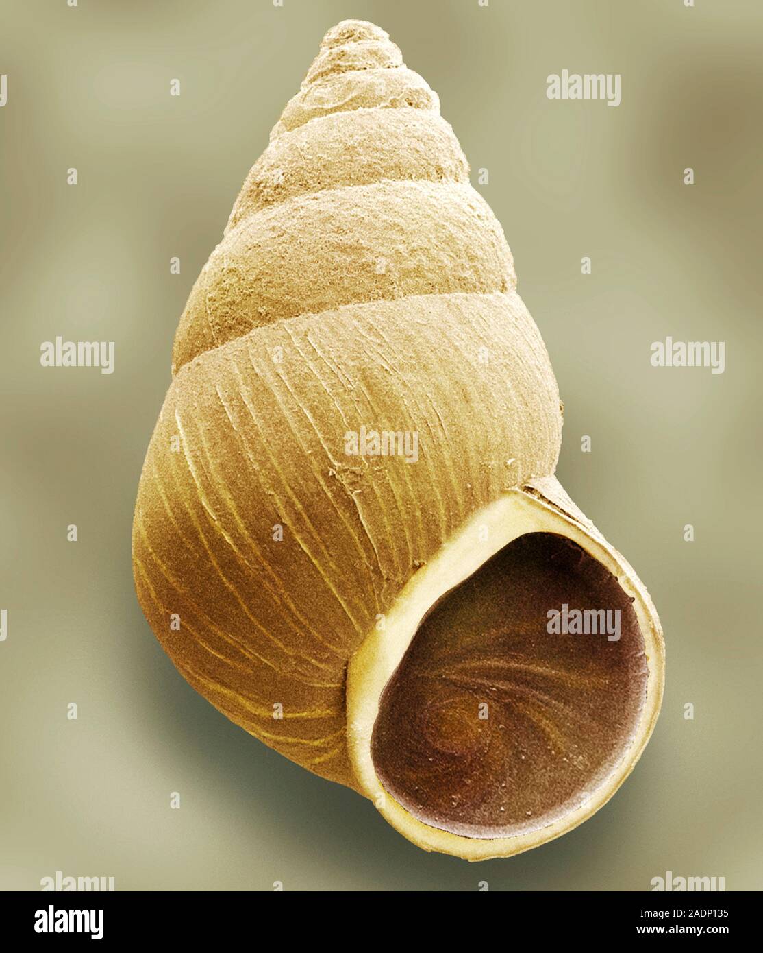 Snail. Coloured scanning electron micrograph (SEM) of a laver spire snail (Hydrobia ulvae). The ...