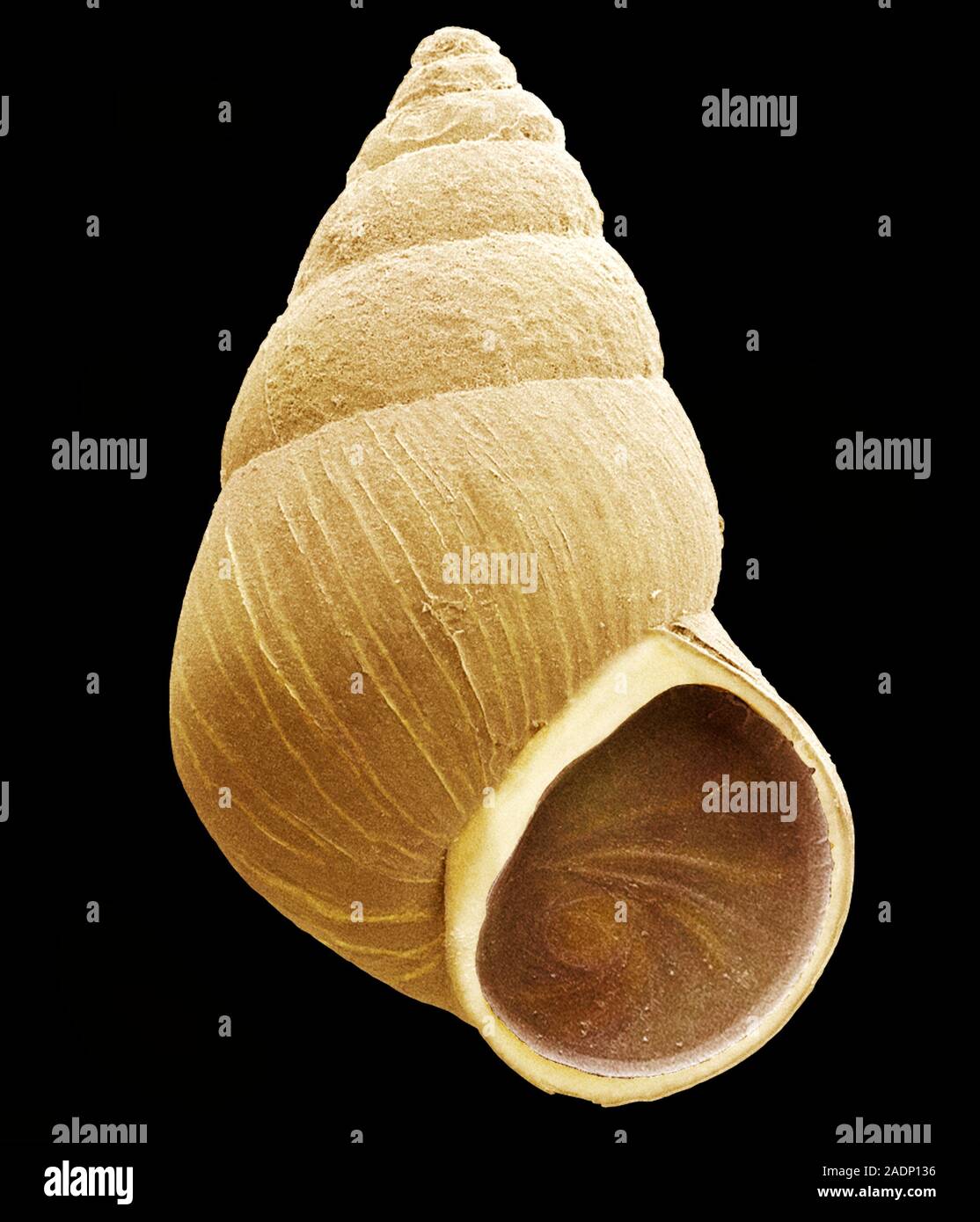 Snail. Coloured scanning electron micrograph (SEM) of a laver spire ...