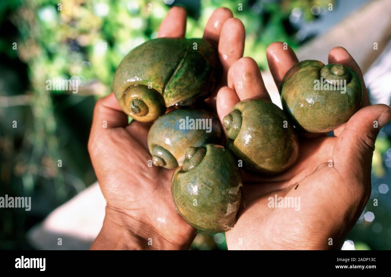 Apple snails (Pomacea sp.) These large aquatic snails are cultivated ...