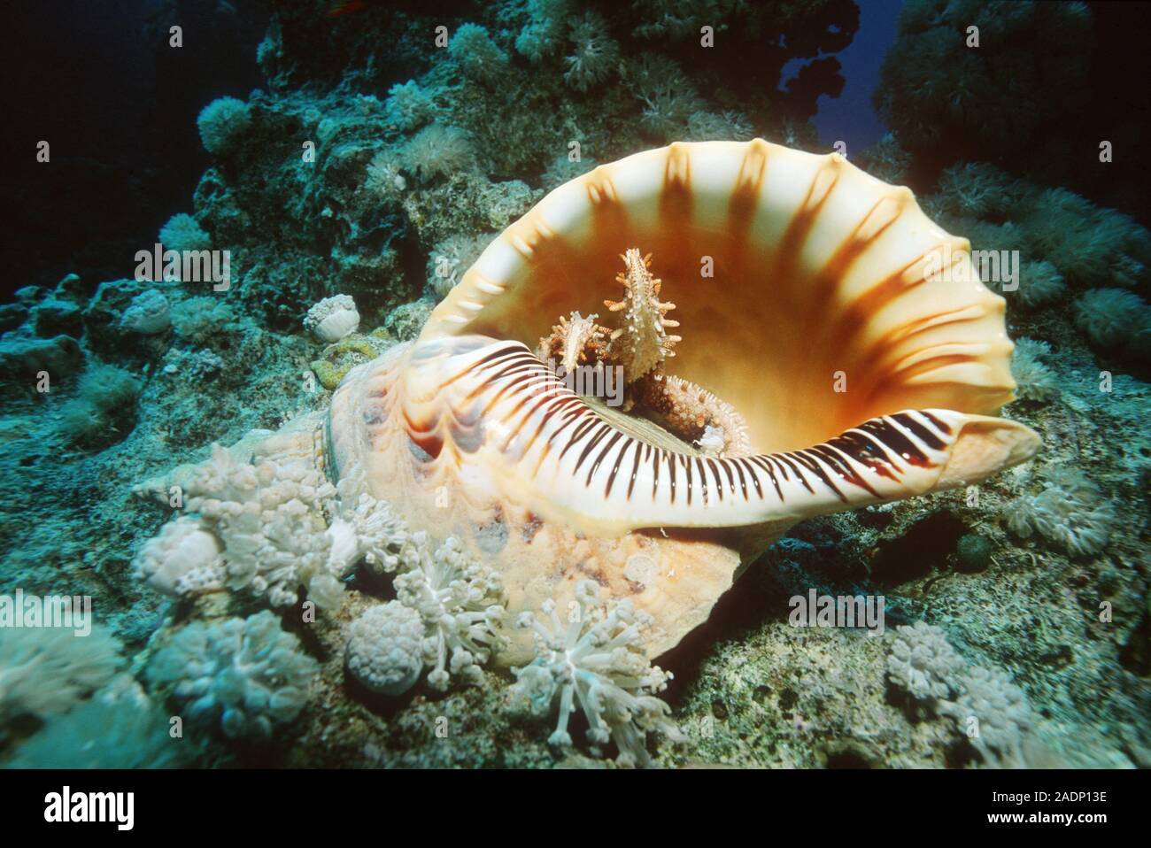 Giant triton shell (Charonia tritonis) feeding on a starfish ...
