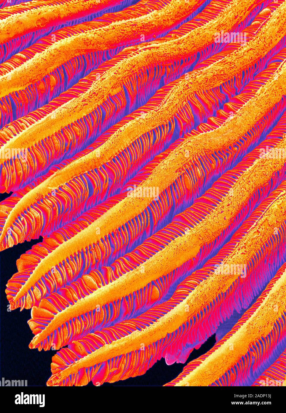 Gills. Coloured scanning electron micrograph (SEM) of the gills of an ...