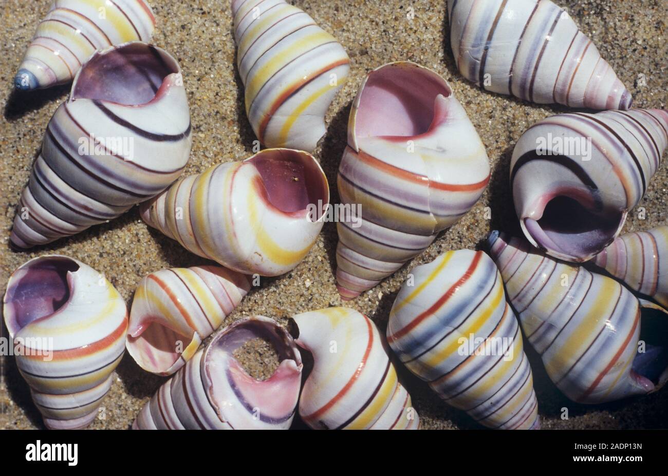 Freshwater snail shells. These are calcium-rich structures formed by ...