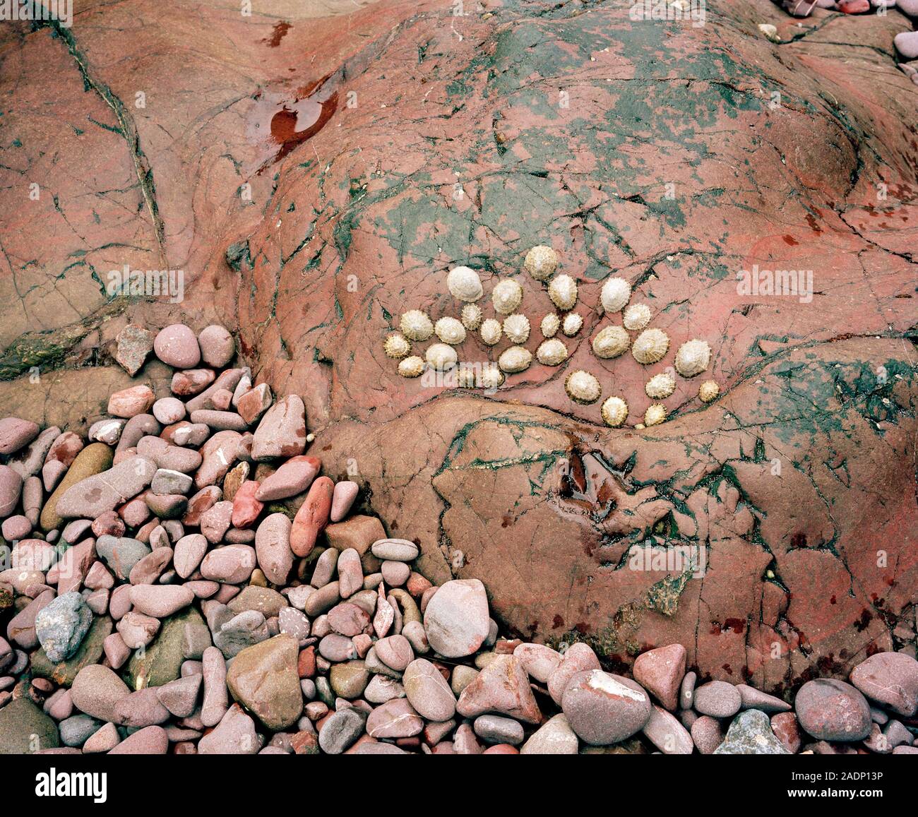 Limpets (order Archaeogastropoda) on a rock. Limpets are marine ...