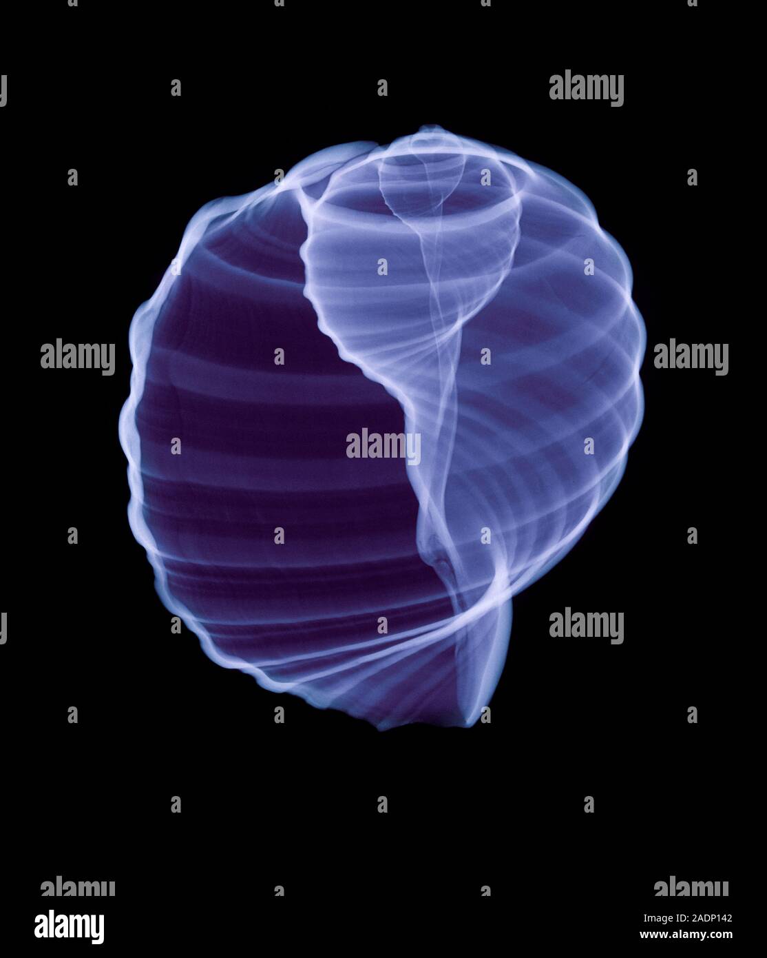 Sea shell. X-ray of the shell of a sea snail. Shells are secreted by ...