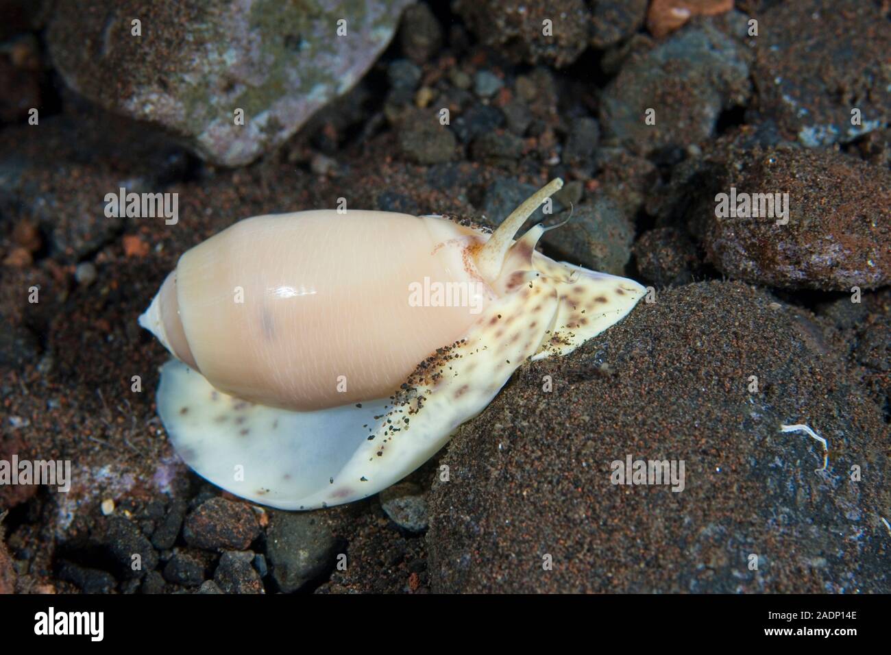 Olive shell snail (Oliva sp.) crawling along the seabed. Photographed ...