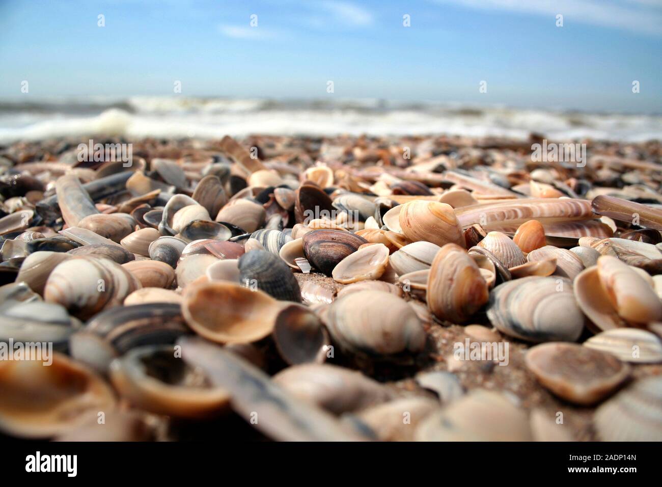 Assortment of sea shells washed up on a beach. These shells are formed ...