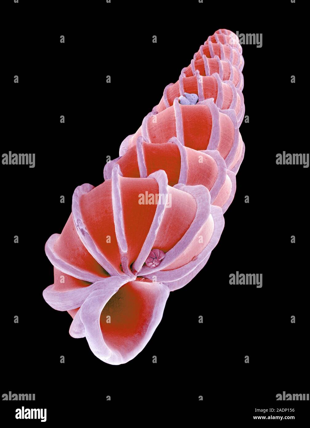 Prosobranchia mollusc shell. Coloured scanning electron micrograph (SEM ...