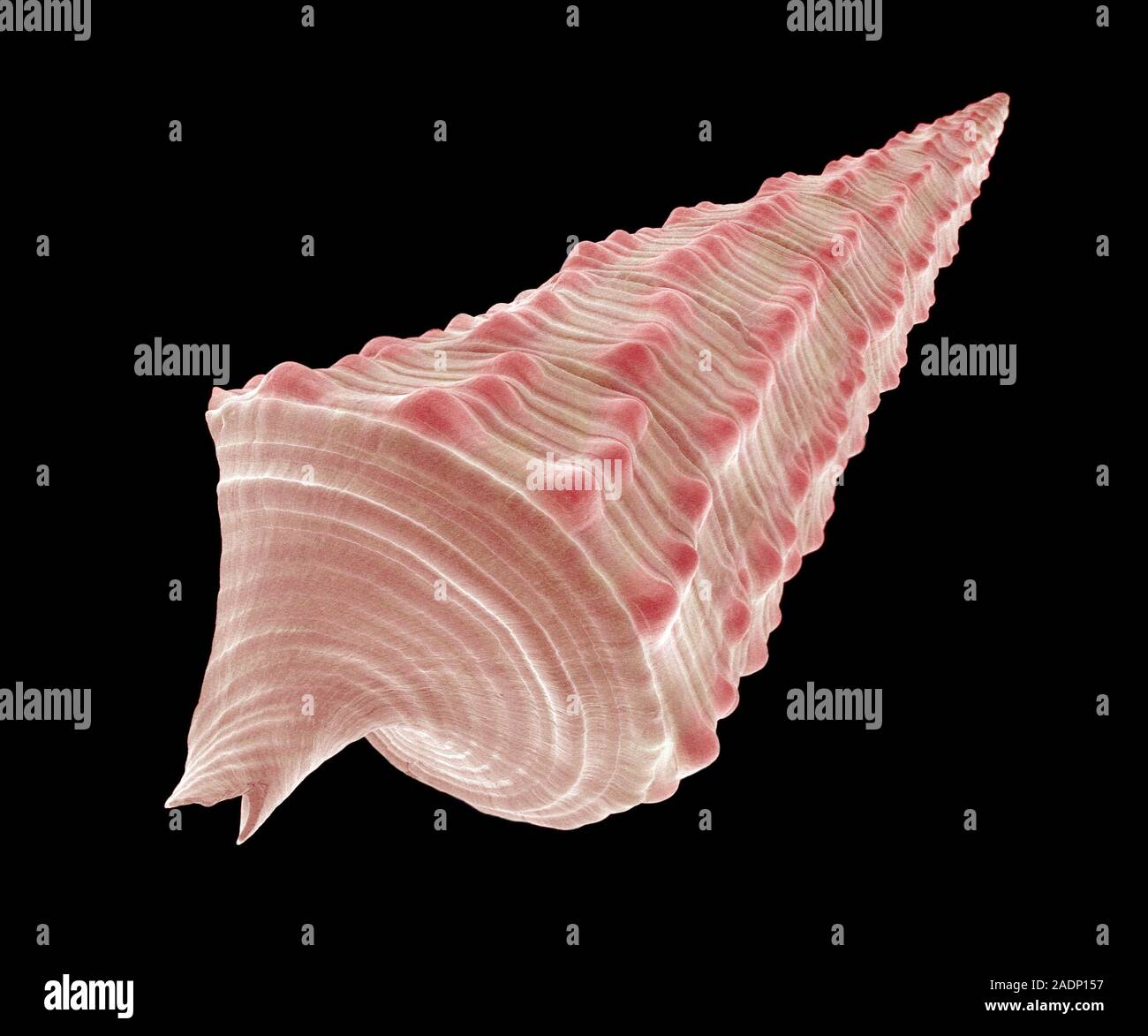 Prosobranchia mollusc shell. Coloured scanning electron micrograph (SEM ...
