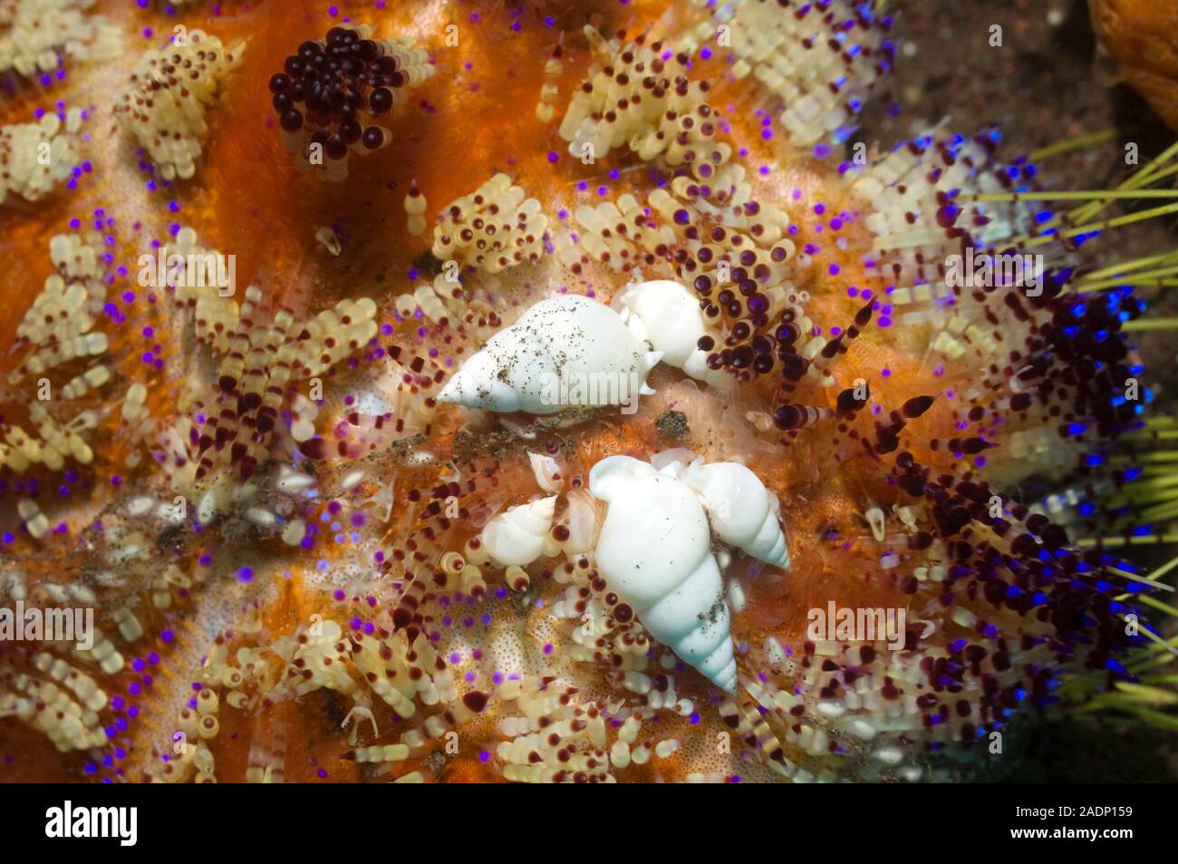 Parasitic marine snails (Luetzenia asthenosomae, white) laying eggs on ...