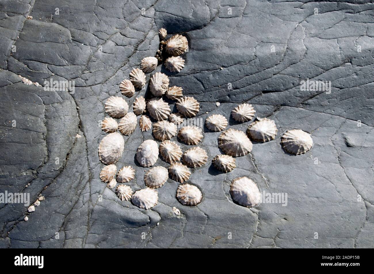 Common limpets (Patella vulgata) exposed on a rock at low tide. Limpets ...