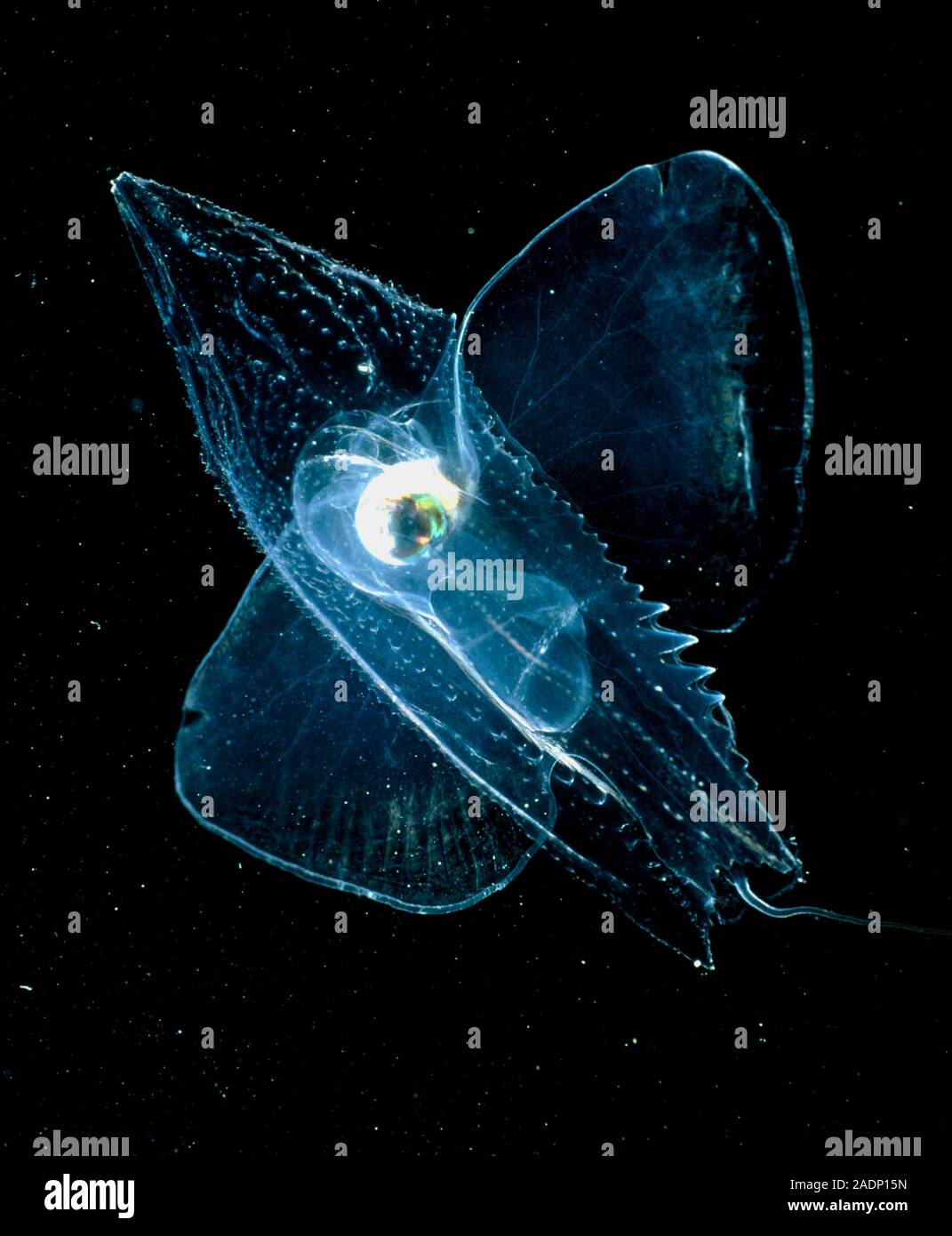 Venus slipper. Venus Slipper, Cymbula sp., an unshelled pteropod ...