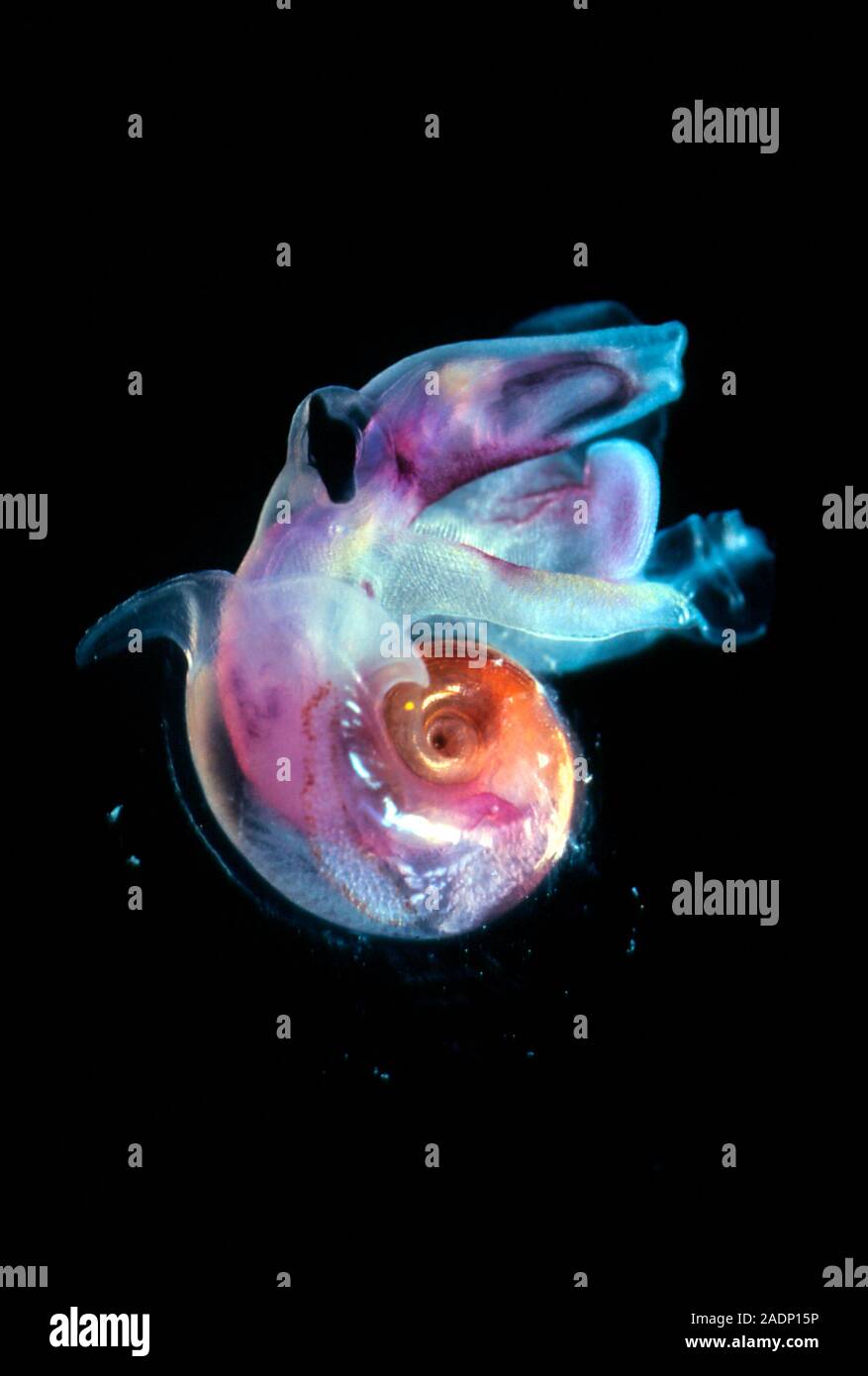 Pteropod mollusc. Macrophotograph of a shelled pteropod mollusc ...