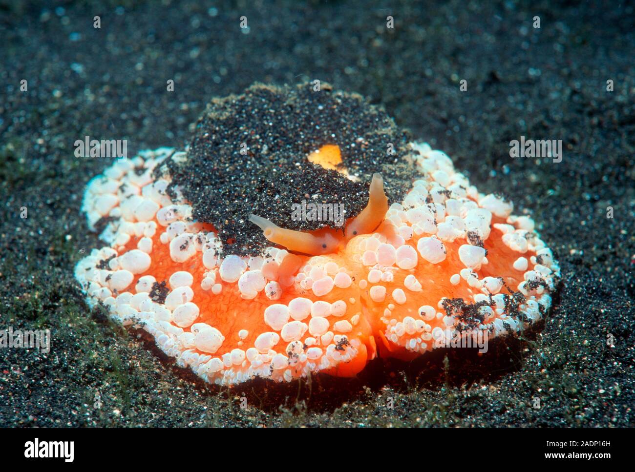 Umbraculum umbraculum sea slug on the seabed. This is a primitive sea ...