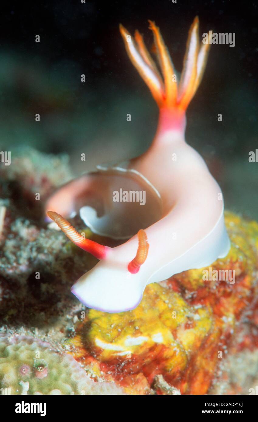 Hypselodoris bullockii nudibranch, a type of sea slug. This sea slug ...