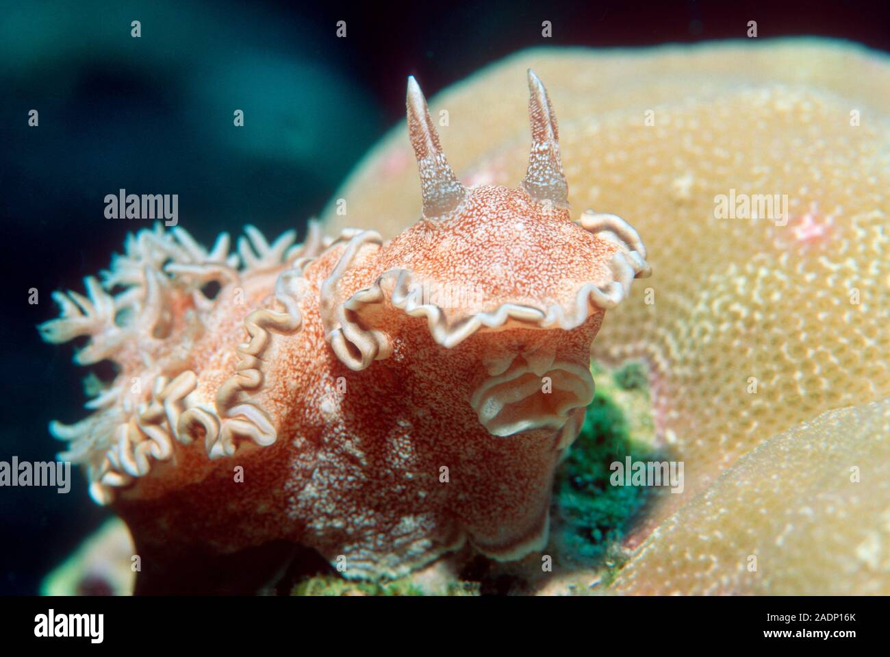 Glossodoris hikuerensis nudibranch, a type of sea slug. This sea slug ...