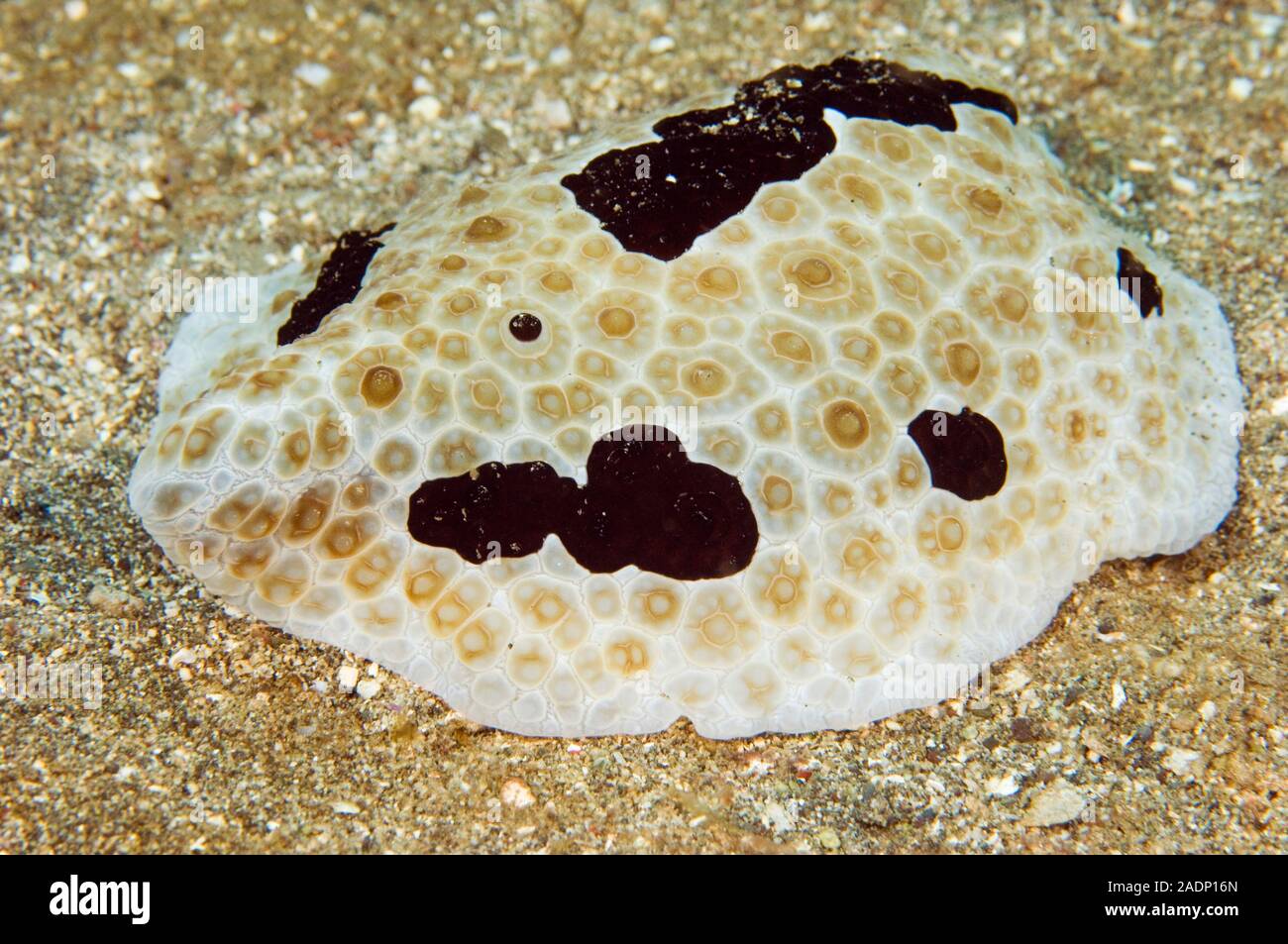 Sidegill sea slug (Pleurobranchus grandis). Photographed in Pom, Yapen ...