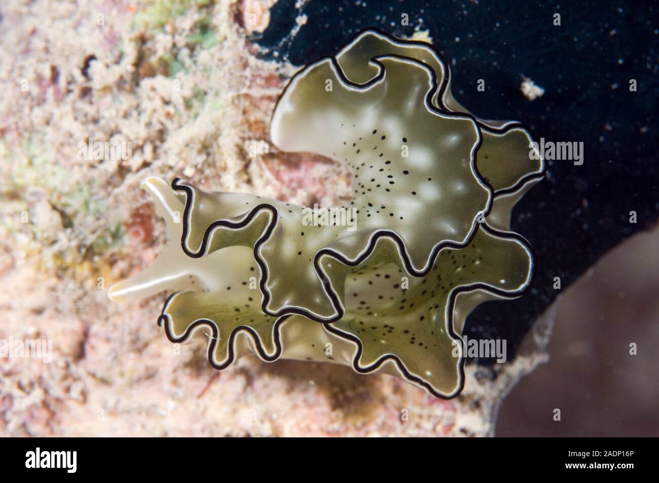 Sea slug (Elysia ornata). Photographed in Fishmarket, Biak, West Papua ...