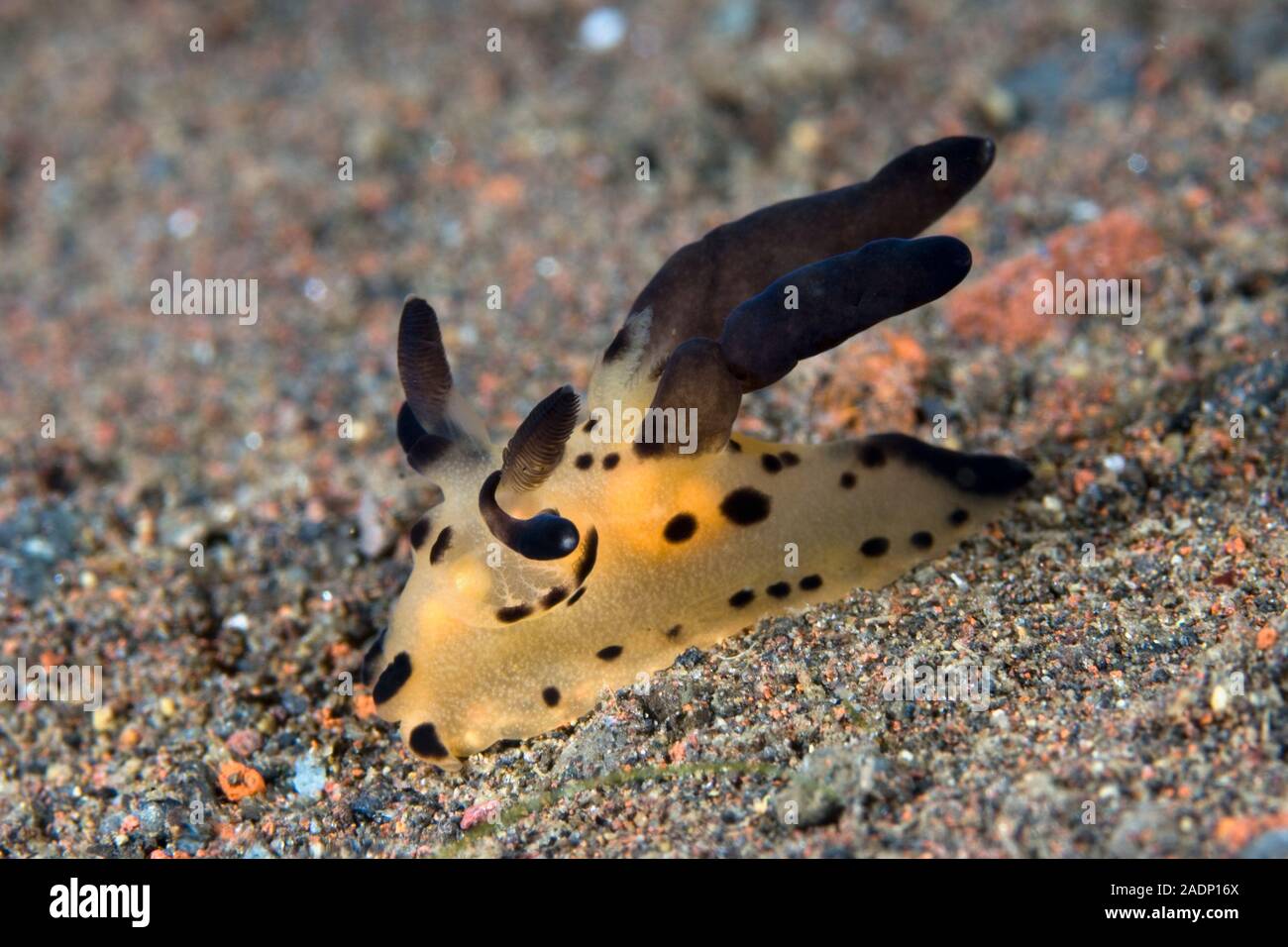 Sea slug, or nudibranch, (Thecacera sp.) on the seabed. The two horn ...