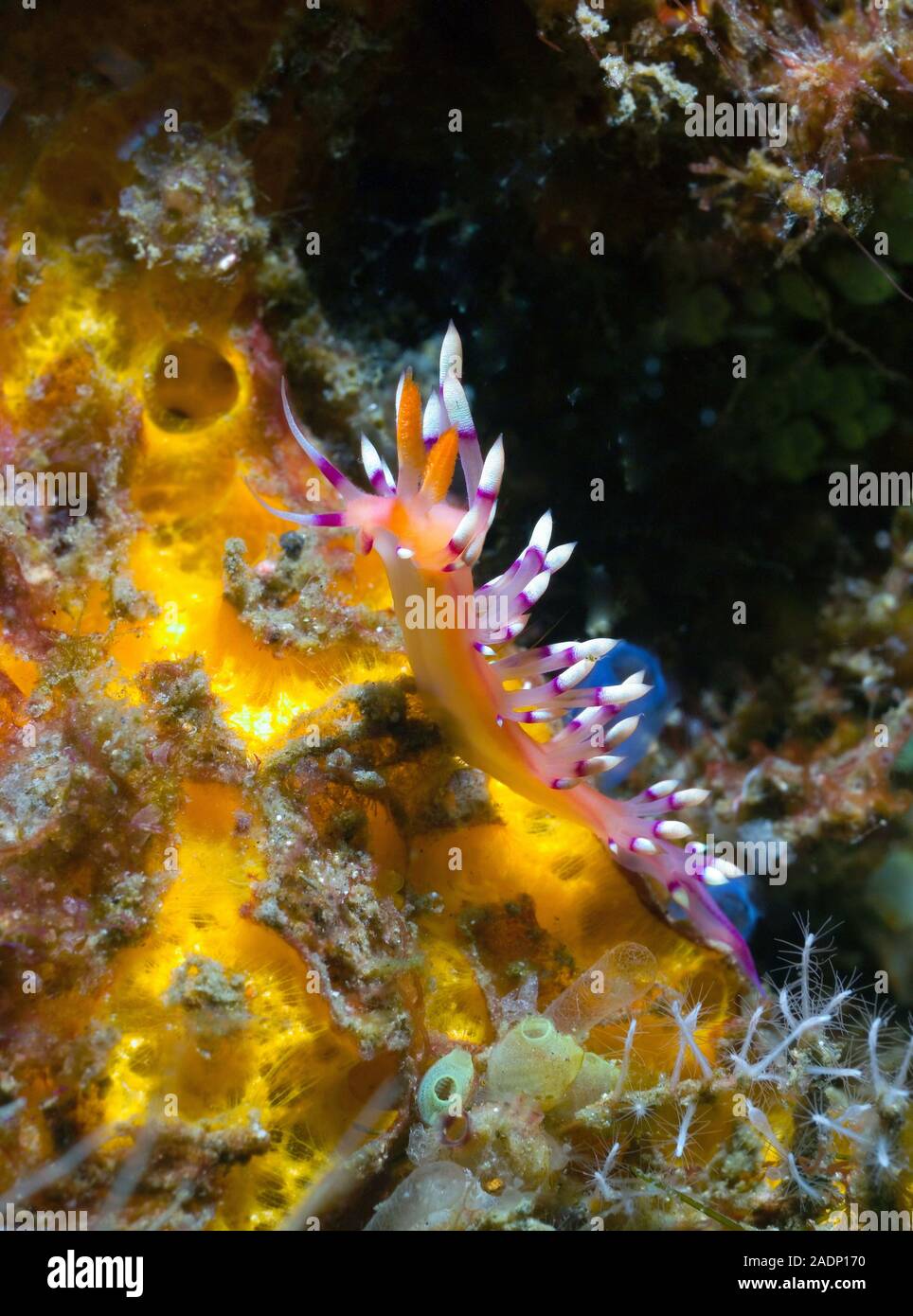 Aeolid nudibranch. A nudibranch is a sea slug and a marine mollusc. The ...