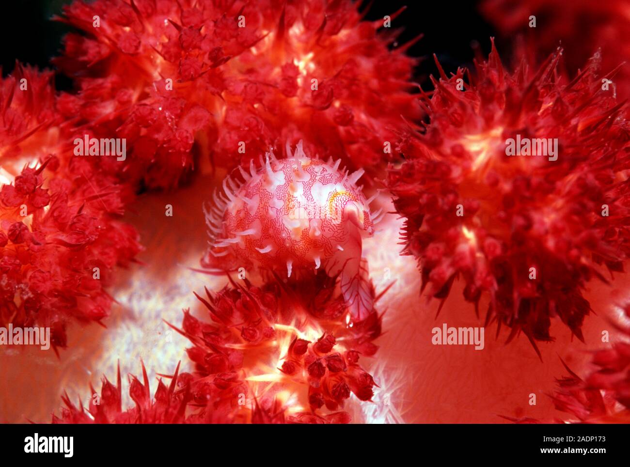 Sea slug (Diminovula alabaster, pink, centre) feeding on soft coral ...
