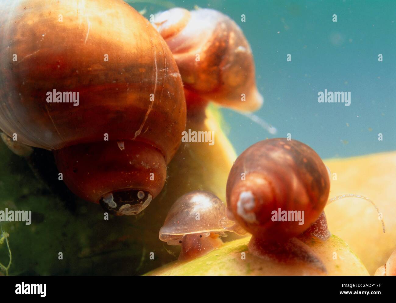 Schistosomiasis snails. Aquatic snails (Bulinus globosus), intermediate ...