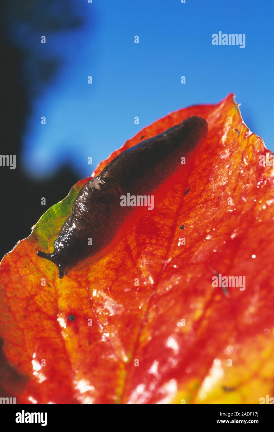 Garden slug (Arion hortensis) on an autumn leaf Stock Photo - Alamy