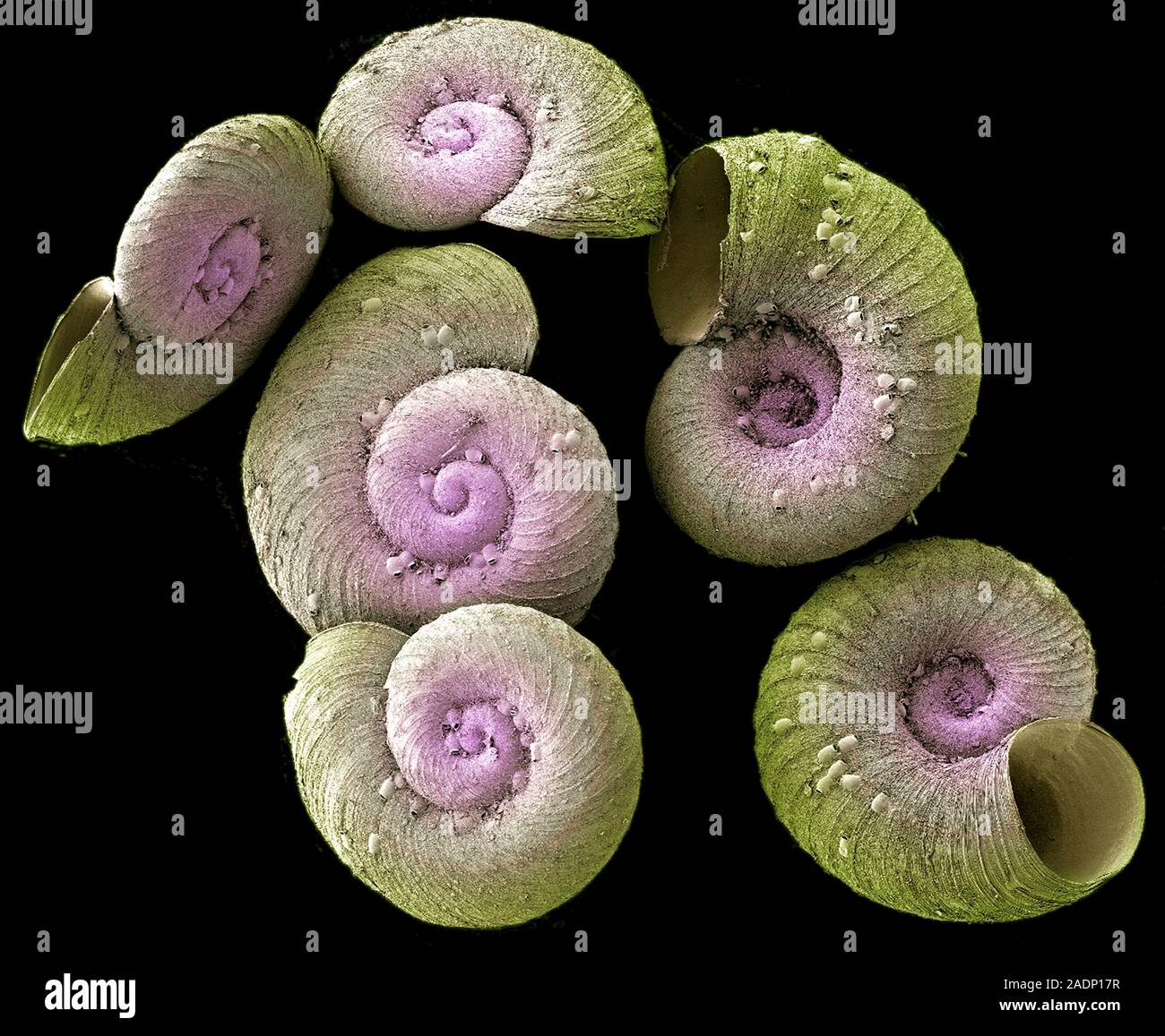Pond snails. Coloured scanning electron micrograph (SEM) of the shells ...